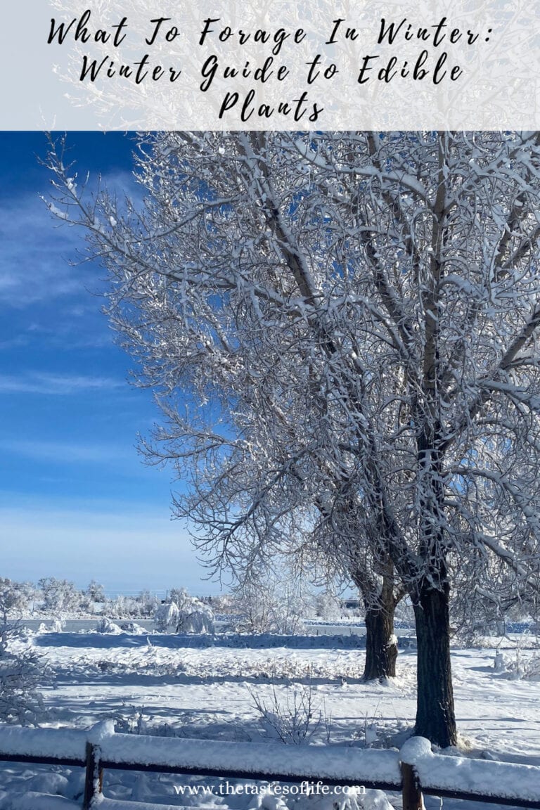 What To Forage In Winter: Winter Guide to Edible Plants | The Tastes of ...