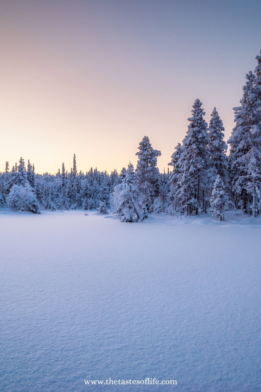 What To Forage In Winter: Winter Guide to Edible Plants | The Tastes of ...