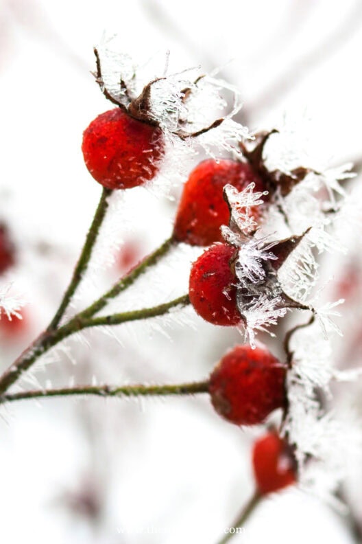 What To Forage In Winter: Winter Guide to Edible Plants | The Tastes of ...