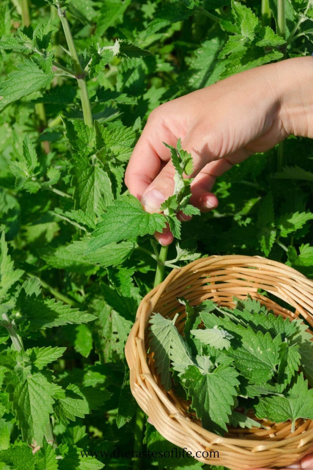 Lemon Balm Health Benefits And Culinary Uses | The Tastes of Life ...