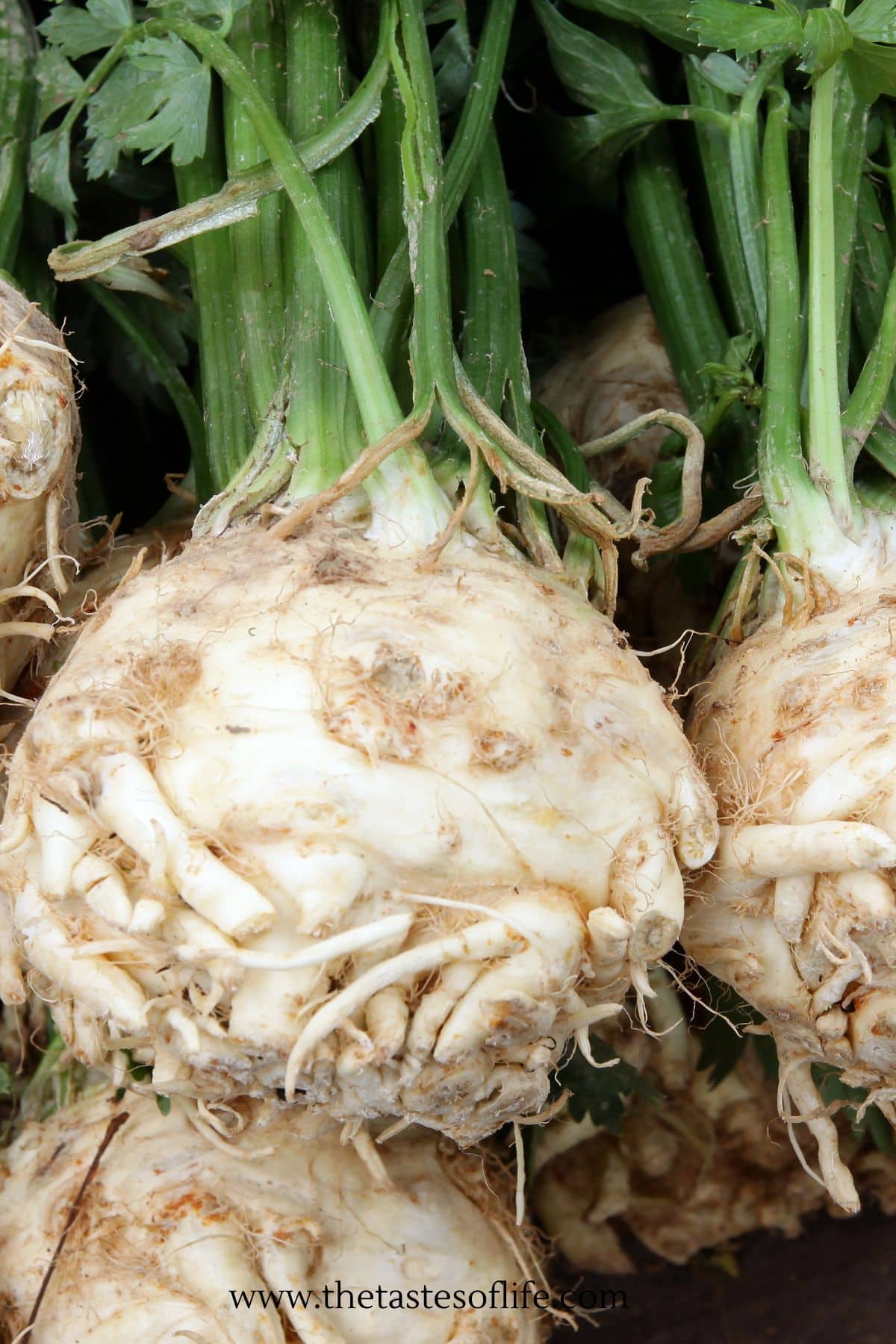 Celeriac Puree (Celery Root Puree- Puree Z Selera) | The Tastes of Life ...