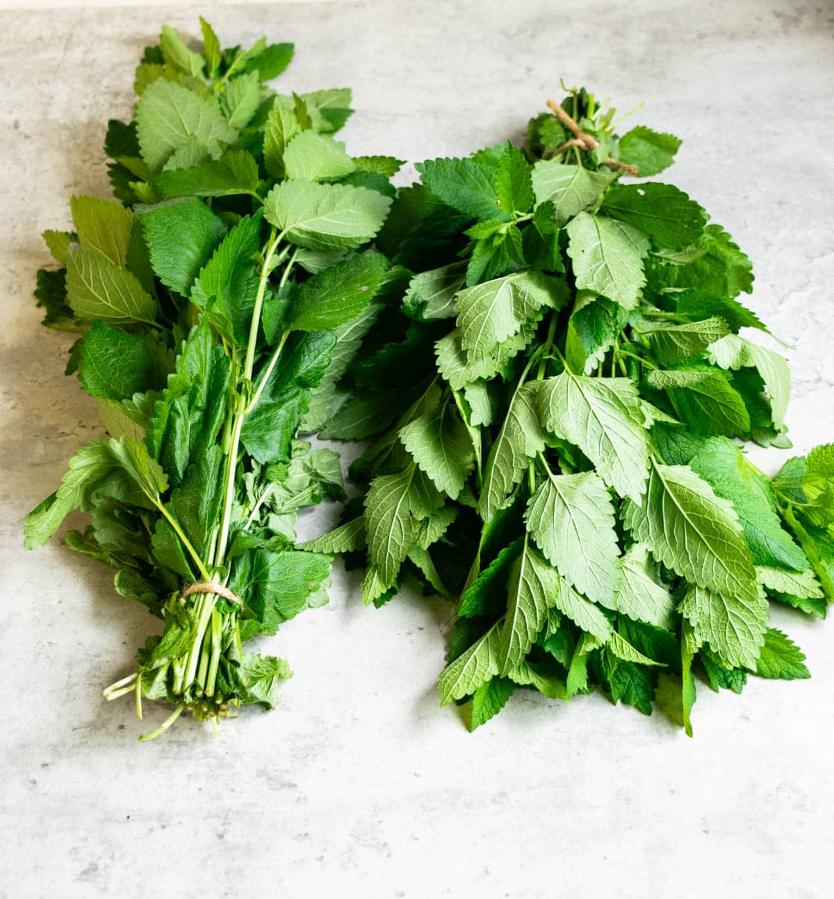 Lemon Balm Health Benefits And Culinary Uses | The Tastes of Life ...