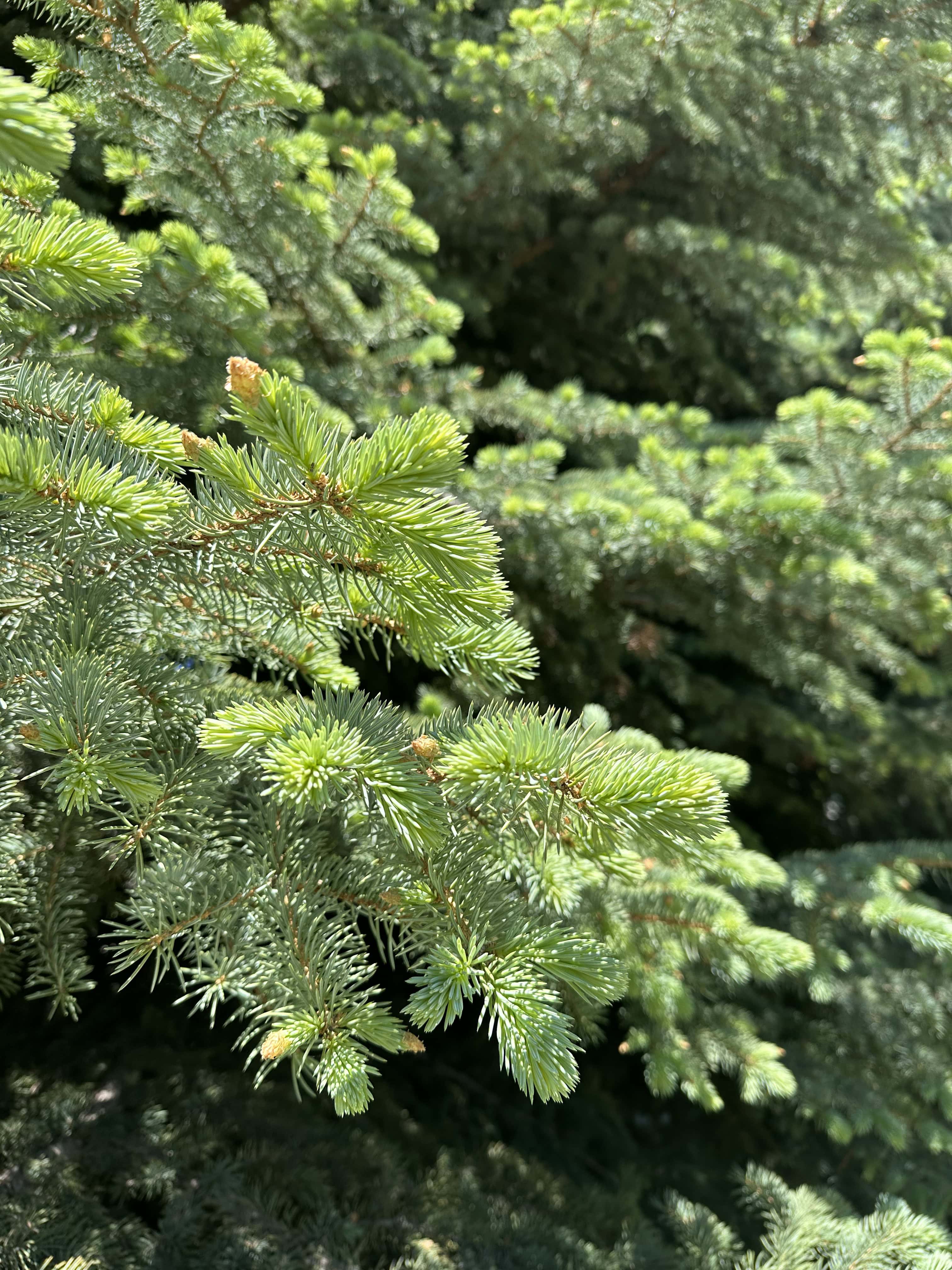 Evergreen Essential Oils For Cleaning- DIY Recipes | The Tastes of Life ...