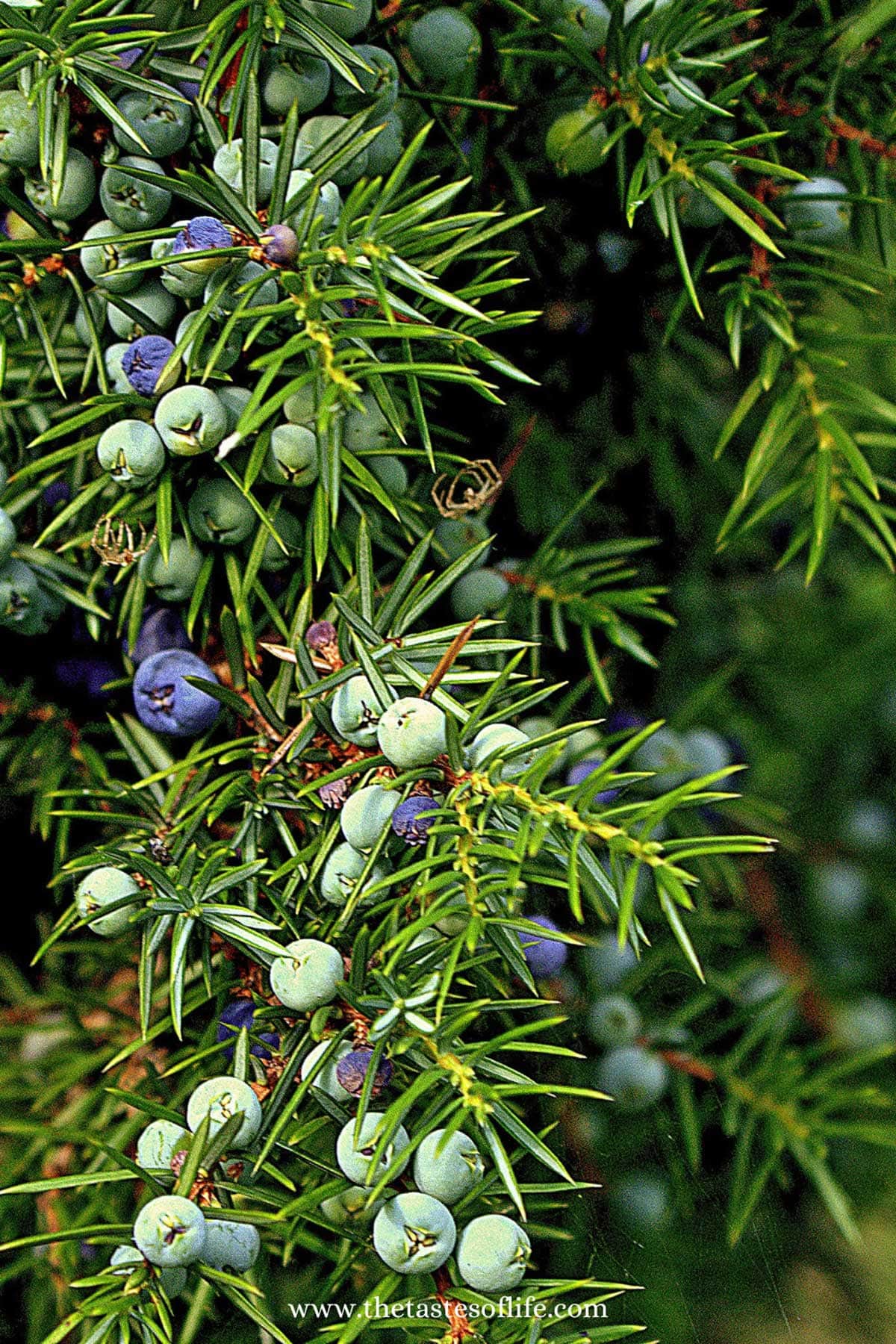 Cooking With Juniper Berries | The Tastes of Life Holistic Cooking and ...
