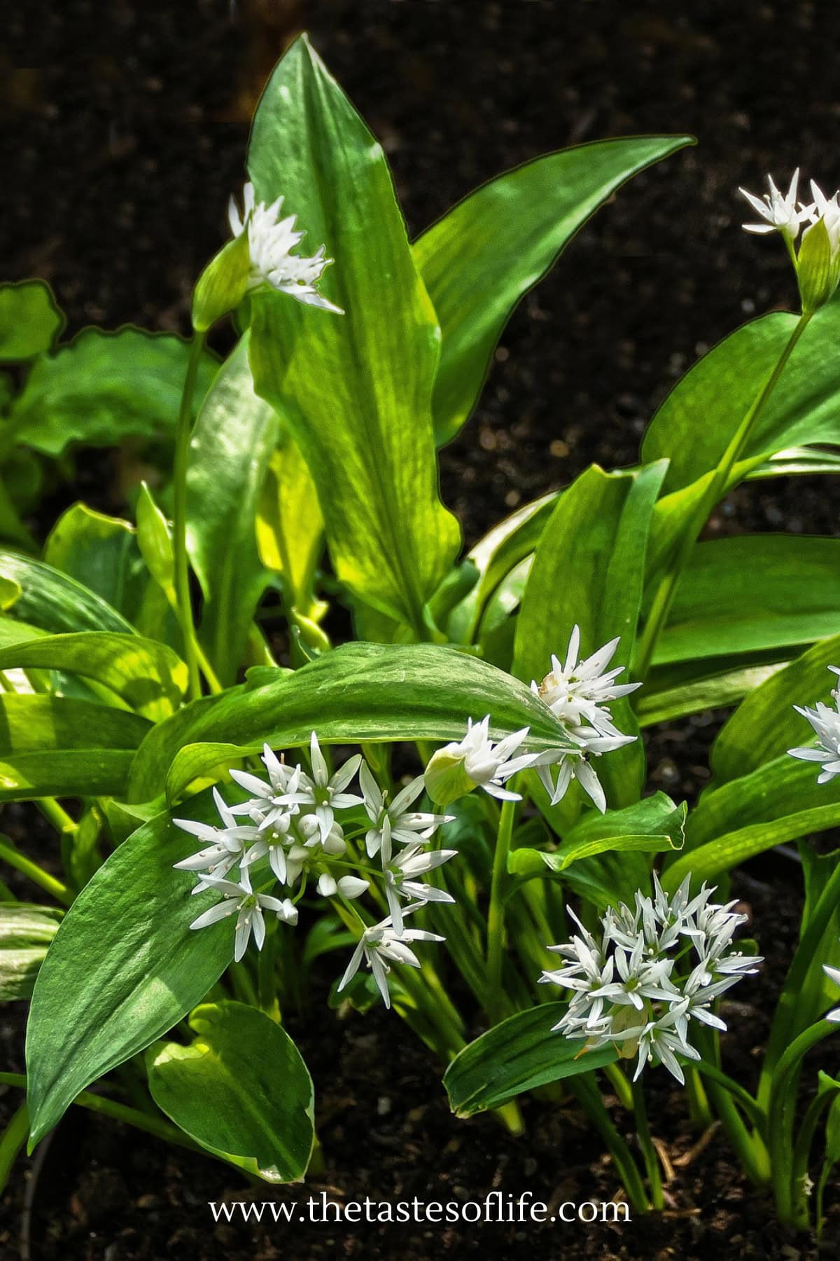 Easy Wild Garlic Dip Recipe | The Tastes of Life Holistic Cooking and ...